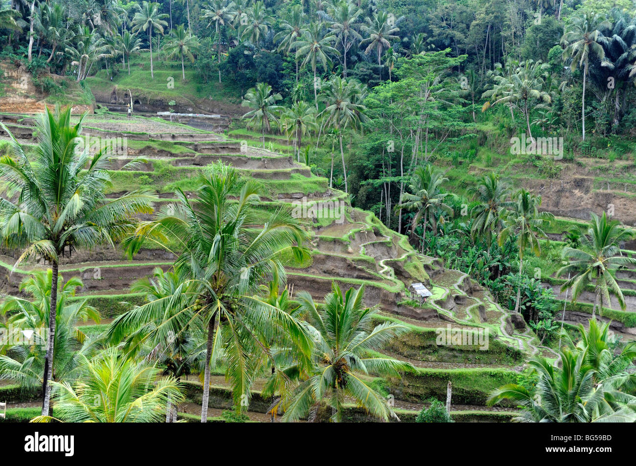 Tegalalang terrace rice field near Ubud, Bali, Indonesia Stock Photo ...