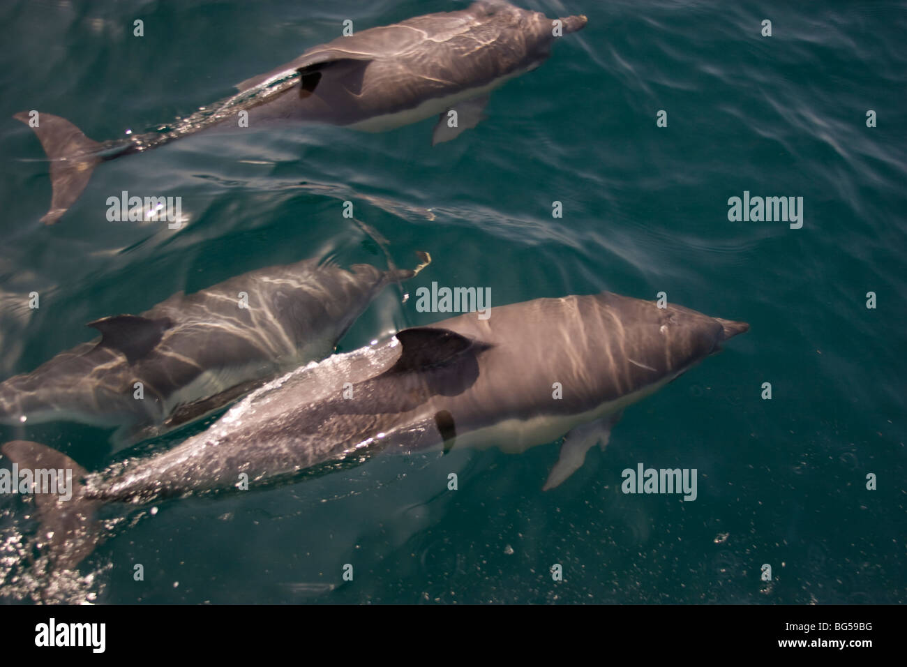 Three Dolphins from above Stock Photo - Alamy