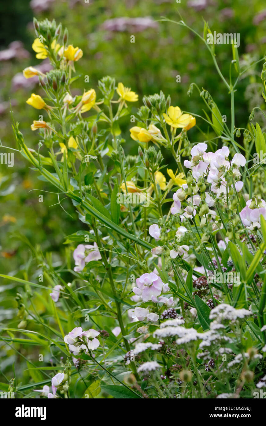 Lathyrus latifolius, Broad leaved Everlasting Pea with Oenothera ...