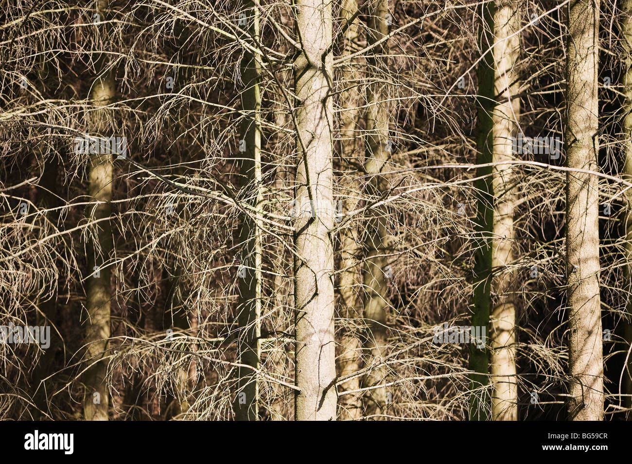 Dead trees in forest, front view Stock Photo - Alamy