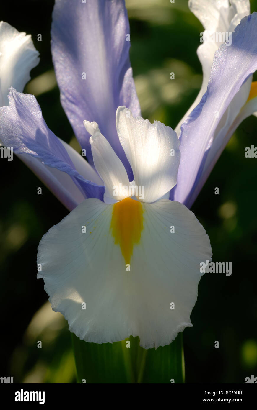 Iris hollandica hi-res stock photography and images - Alamy