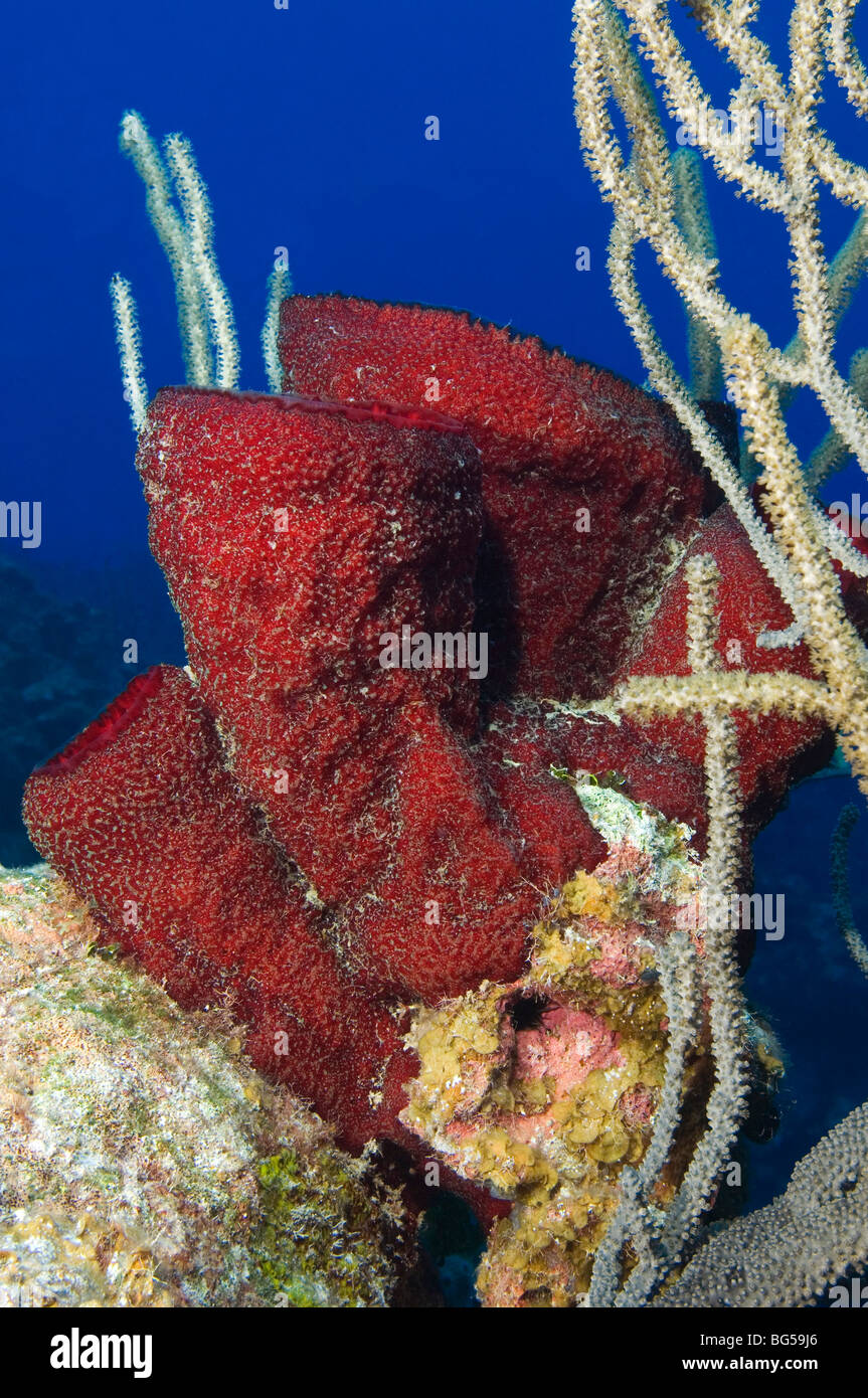 A Strawberry Vase Sponge in Little Cayman Stock Photo - Alamy