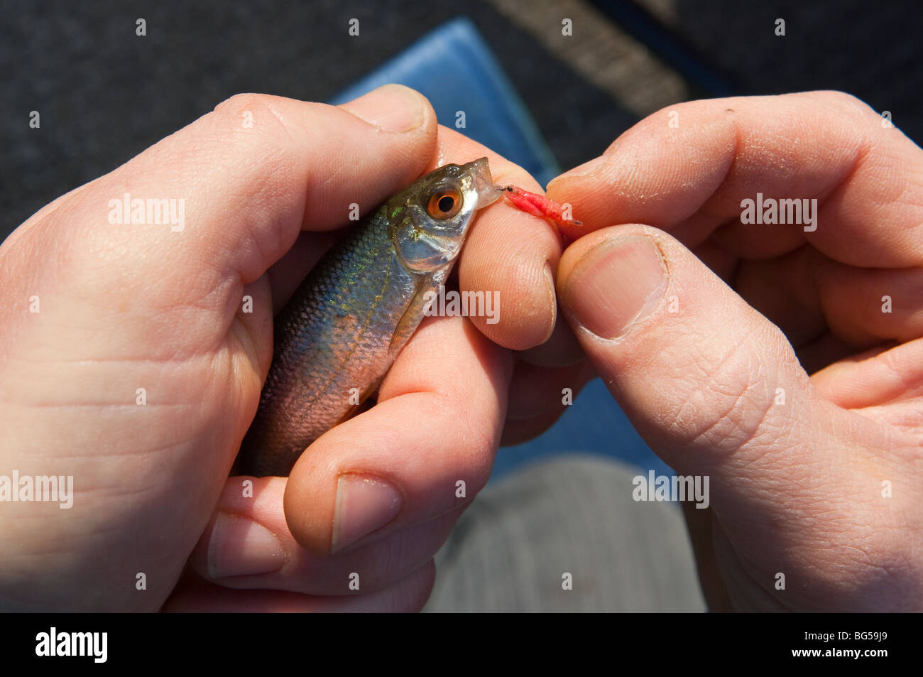 A close up of a fisherman unhooking a small freshwater fish in the Uk ...