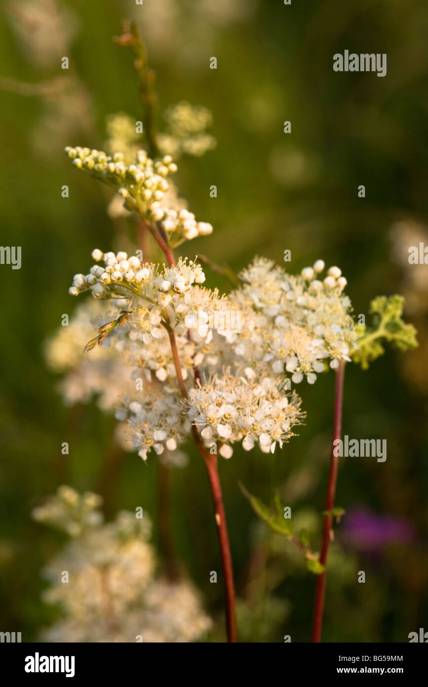 Meadowsweet Filipendula ulmaria Stock Photo - Alamy