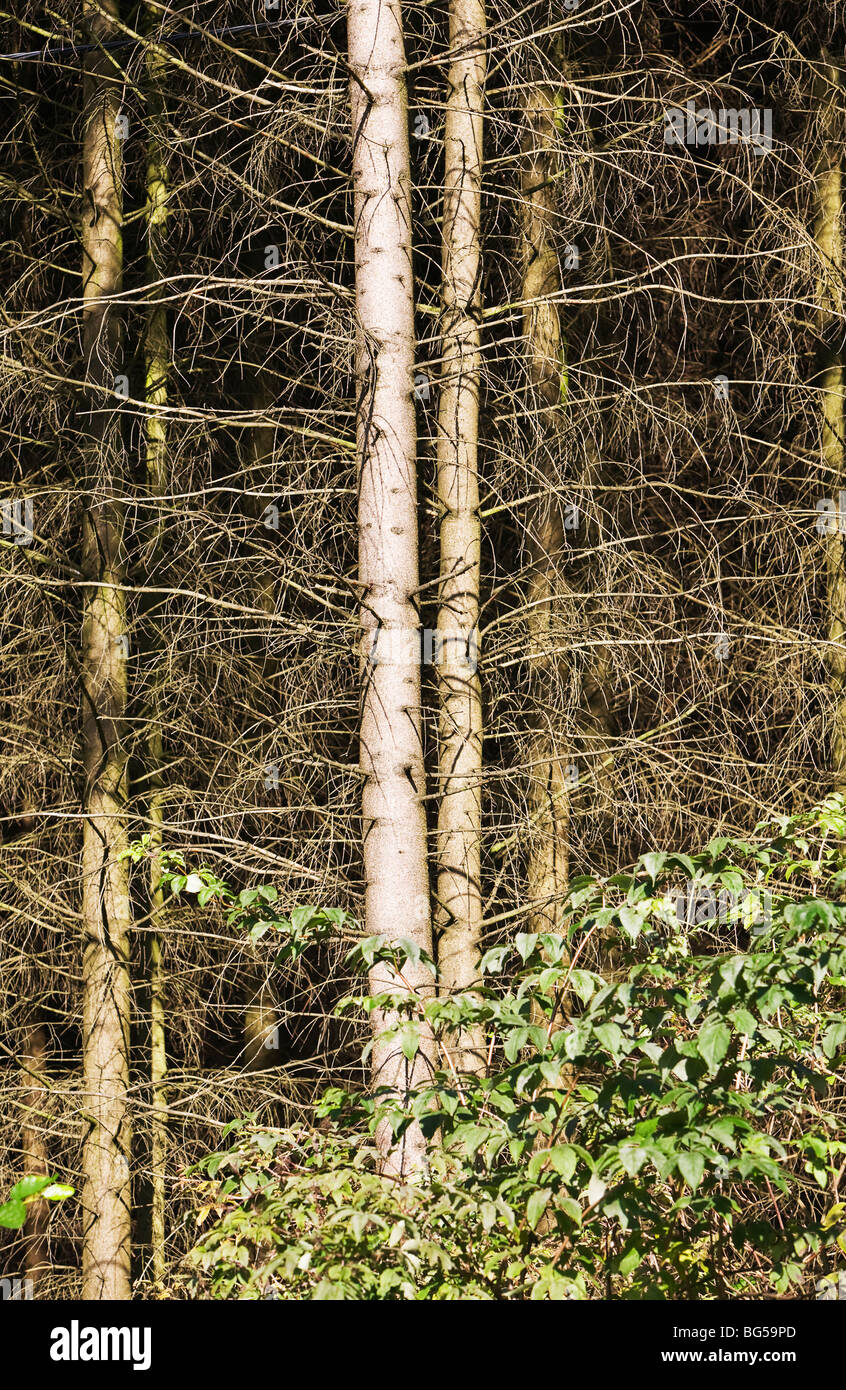 Dead trees in forest, front view Stock Photo - Alamy
