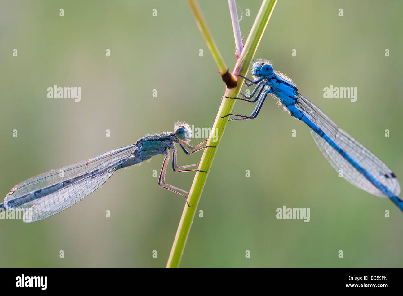 Common Blue Damselflies Enallagma cyathigerum Stock Photo - Alamy