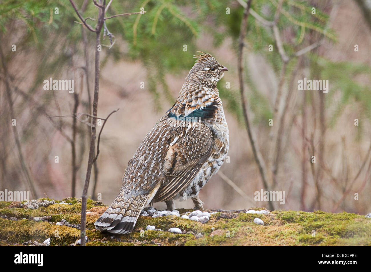 Ruffed Grouse in Spring Stock Photo - Alamy