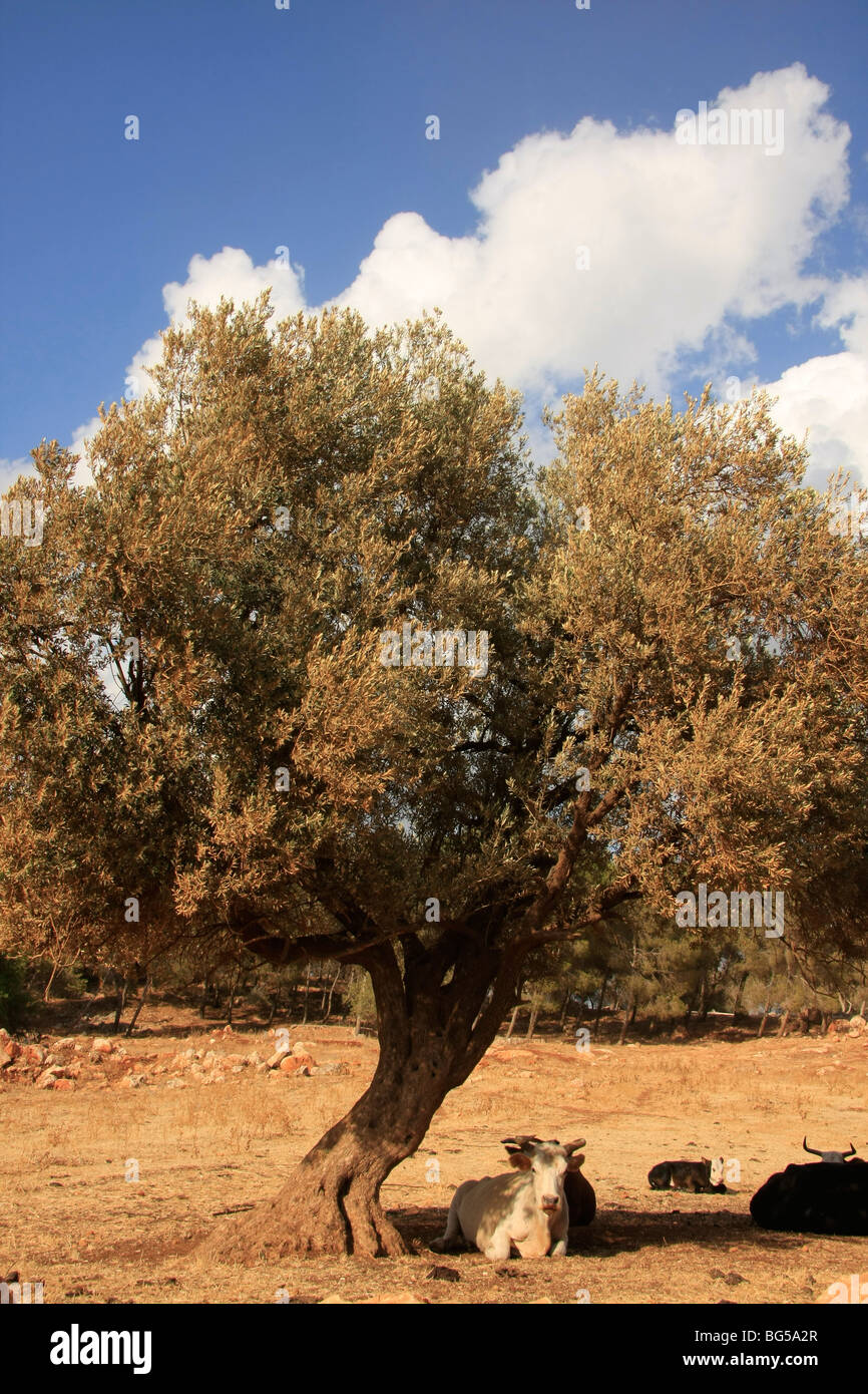 Israel upper galilee olive tree hi-res stock photography and images - Alamy