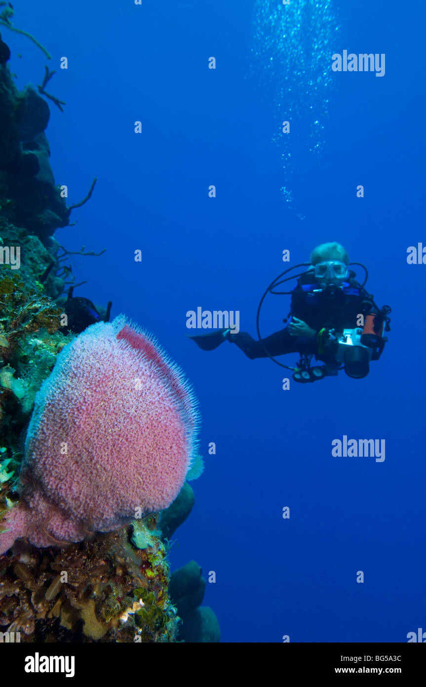 A female photographer looking at a Pink Vase Sponge in Little Cayman ...
