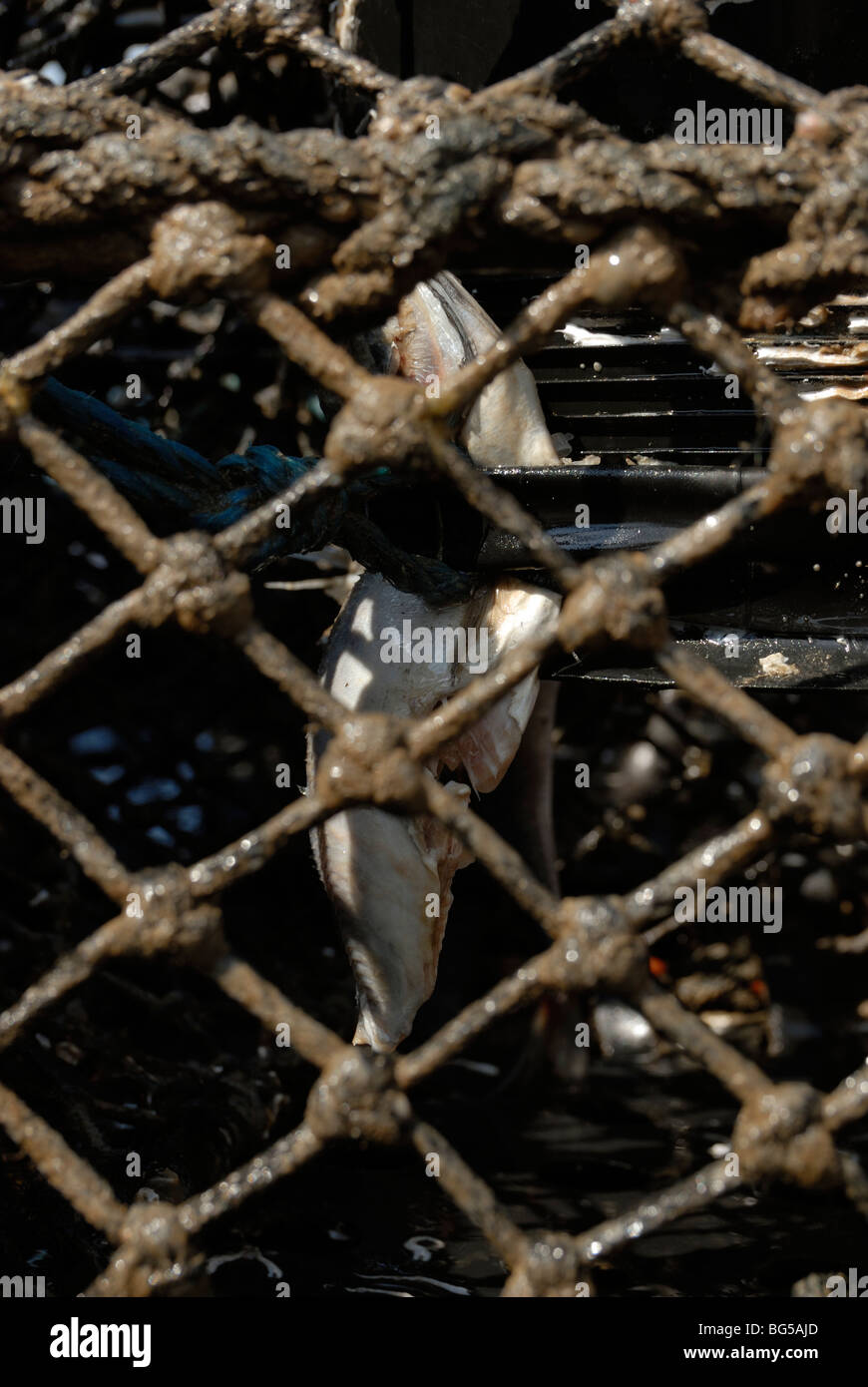 Trachurus fish hi-res stock photography and images - Alamy