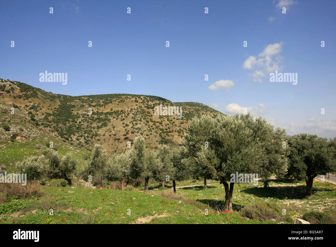 Olive trees israel hi-res stock photography and images - Alamy