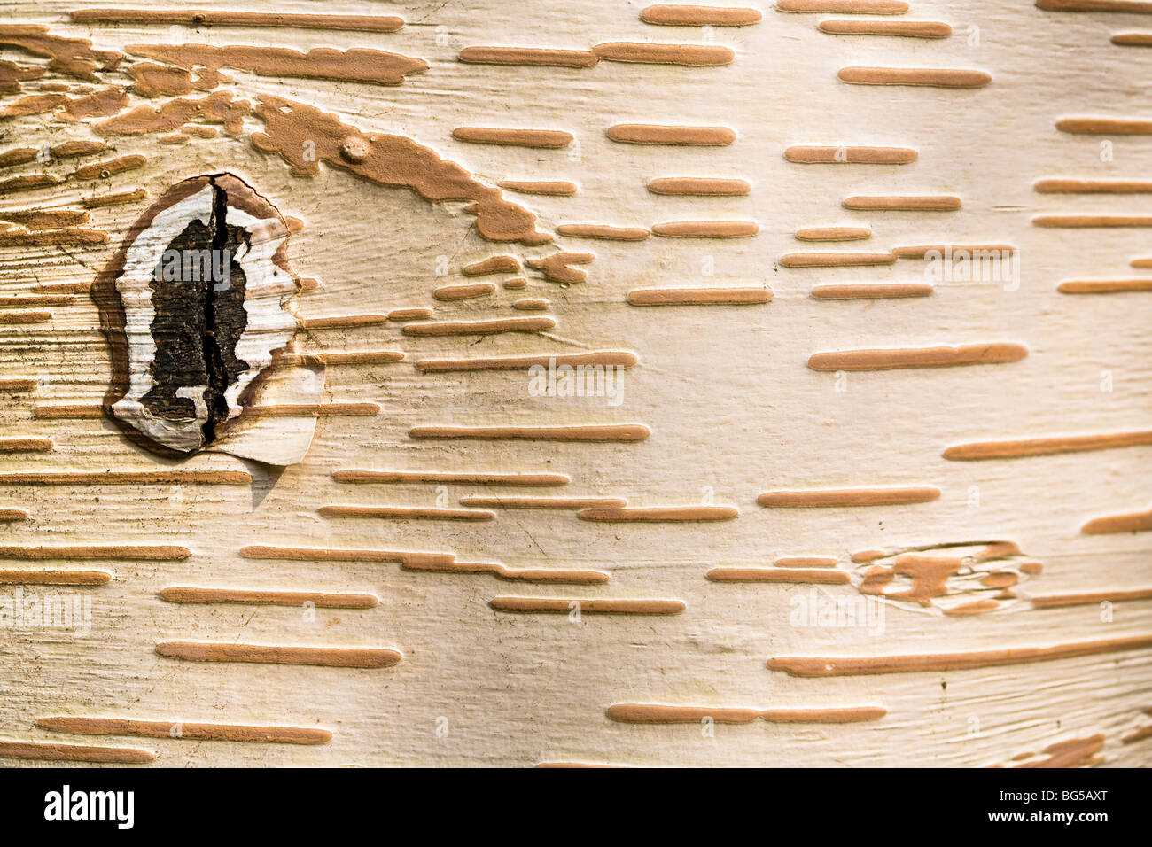 Birch Tree Bark Pattern Close Up Stock Photo - Alamy