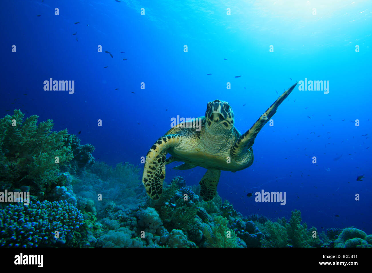 Taking turtle hi-res stock photography and images - Alamy