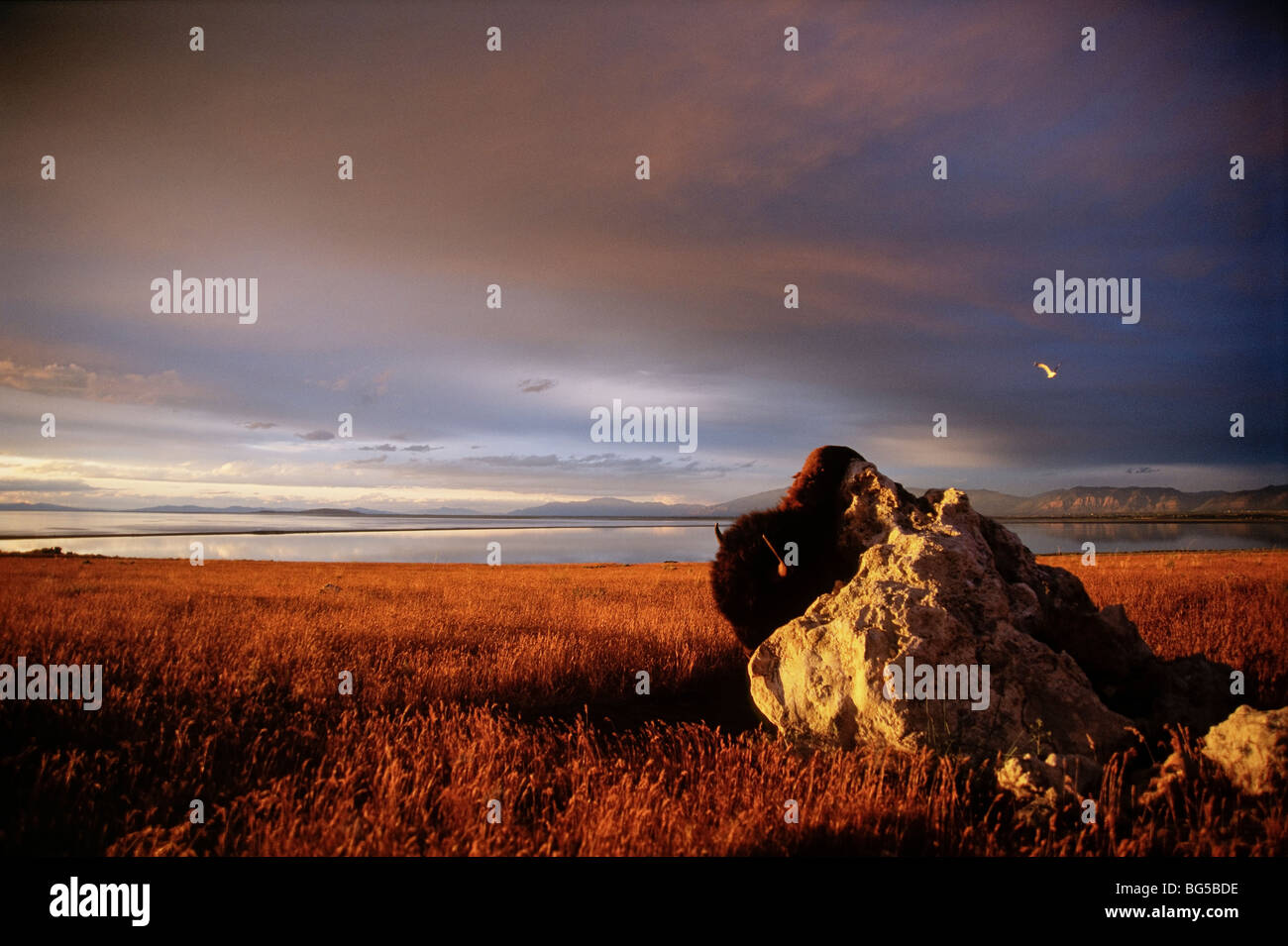 Bison and rock Stock Photo - Alamy