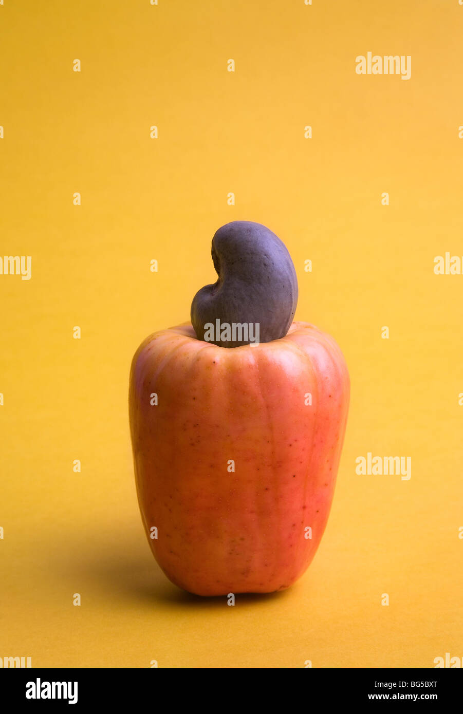 Close-up studio picture of the brazilian fruit of cajù. Brazil Stock ...