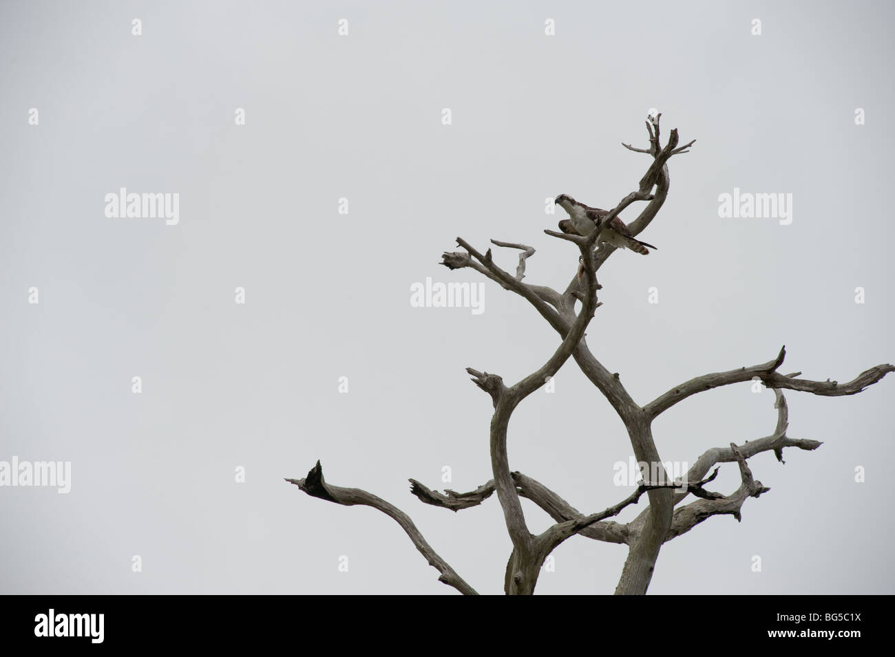 Osprey hawk catching and eating fish Stock Photo - Alamy