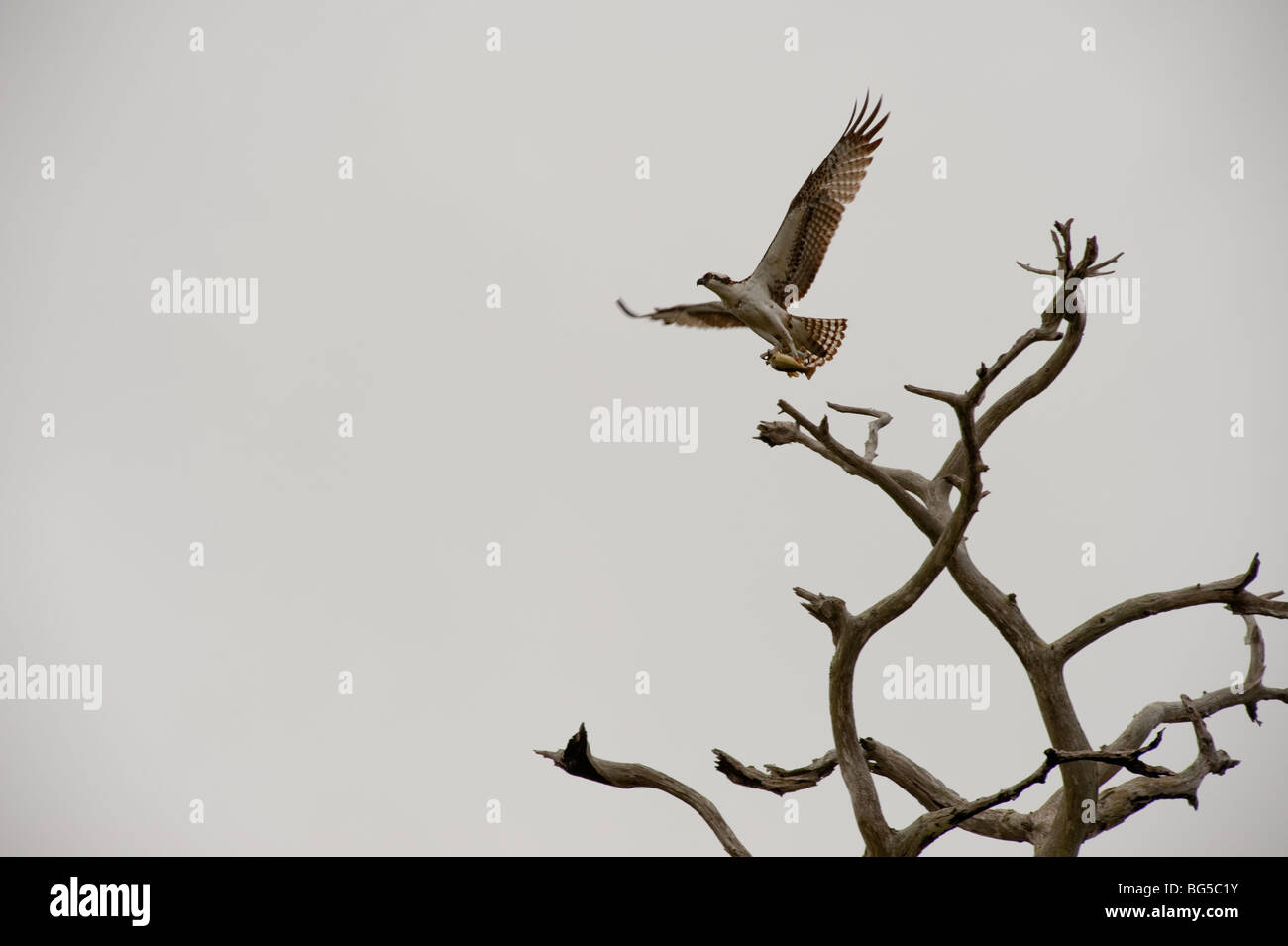 Osprey catching fish sea hi-res stock photography and images - Alamy