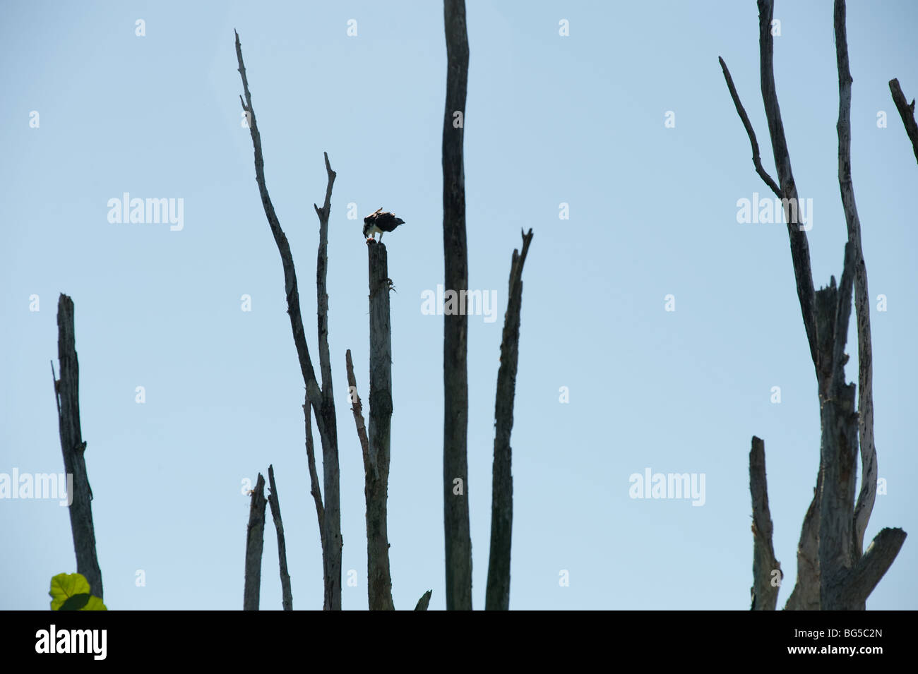 Osprey hawk catching and eating fish Stock Photo - Alamy