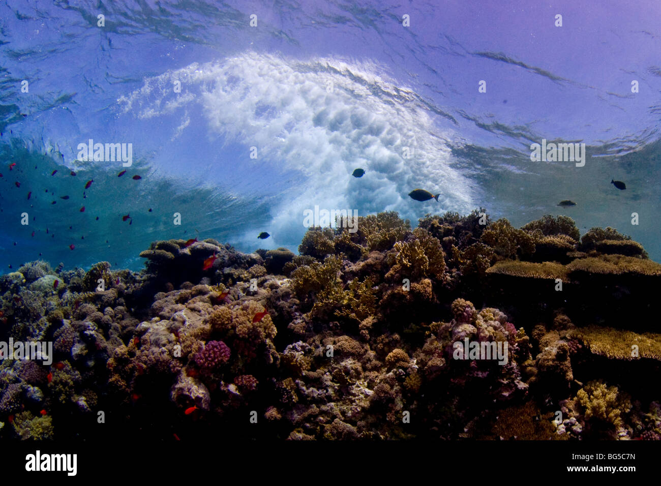 Red Sea coral reefs, underwater, shallow water, blue water, tropical ...