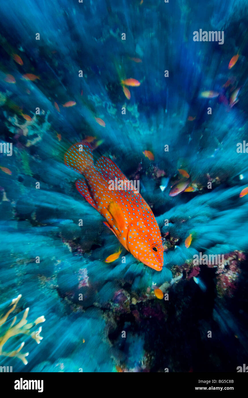 Red Sea coral reefs, Ras Mohammed, national park, Egypt, fish, grouper ...
