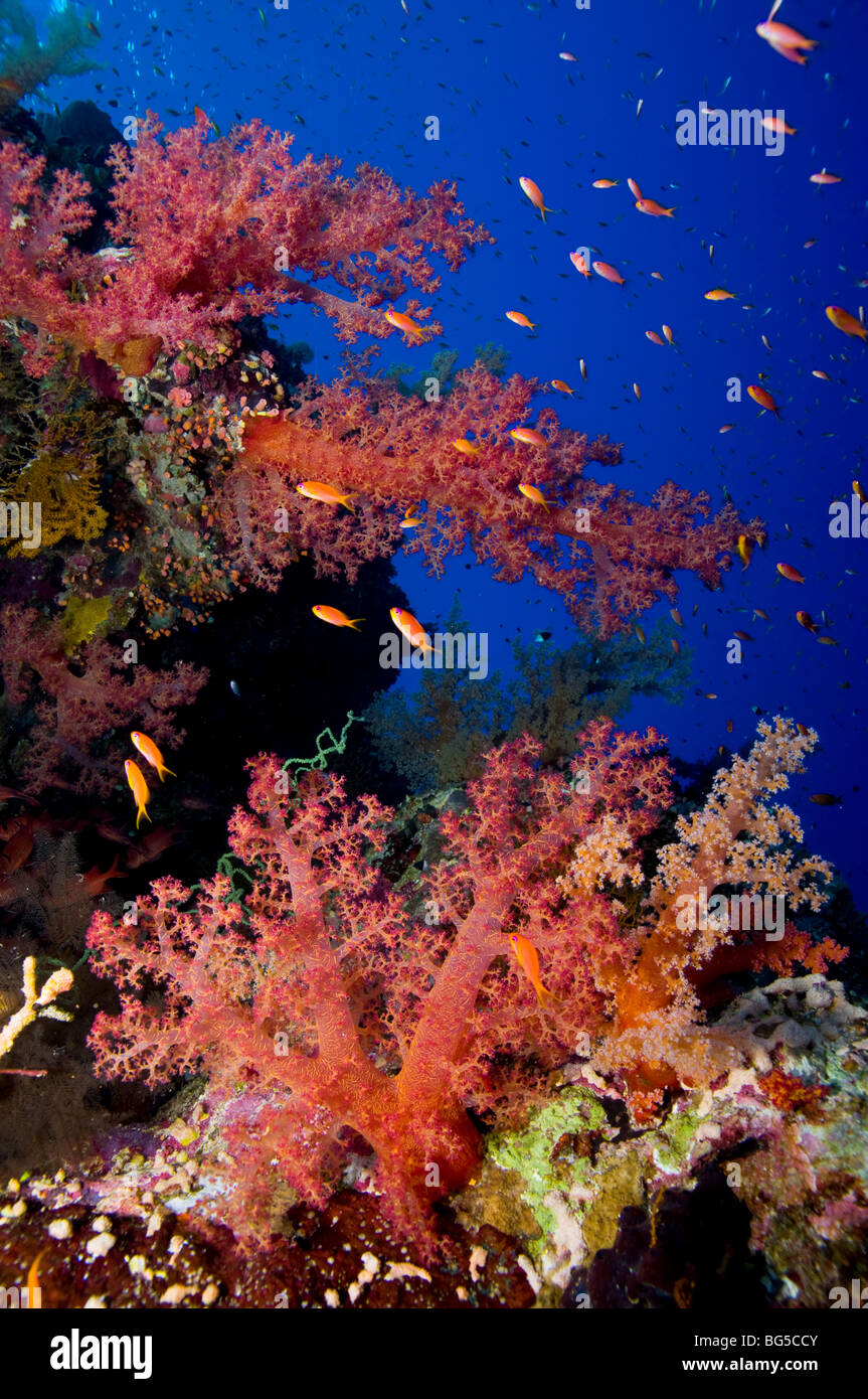 Red Sea coral reefs, Ras mohammed, national park, tropical reef ...