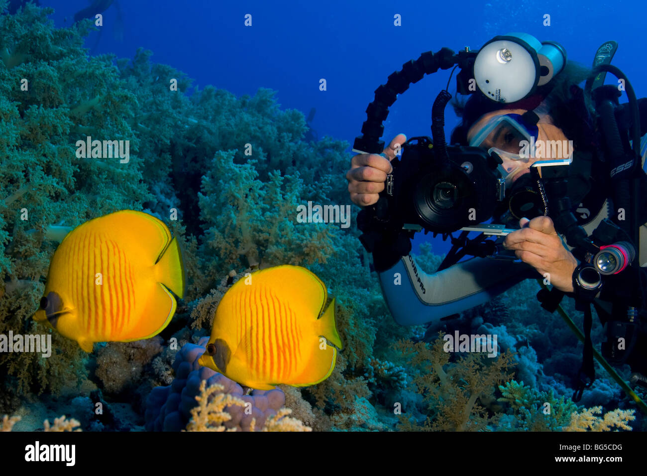 Underwater photographer scuba diving, Ras Mohammed, national park ...
