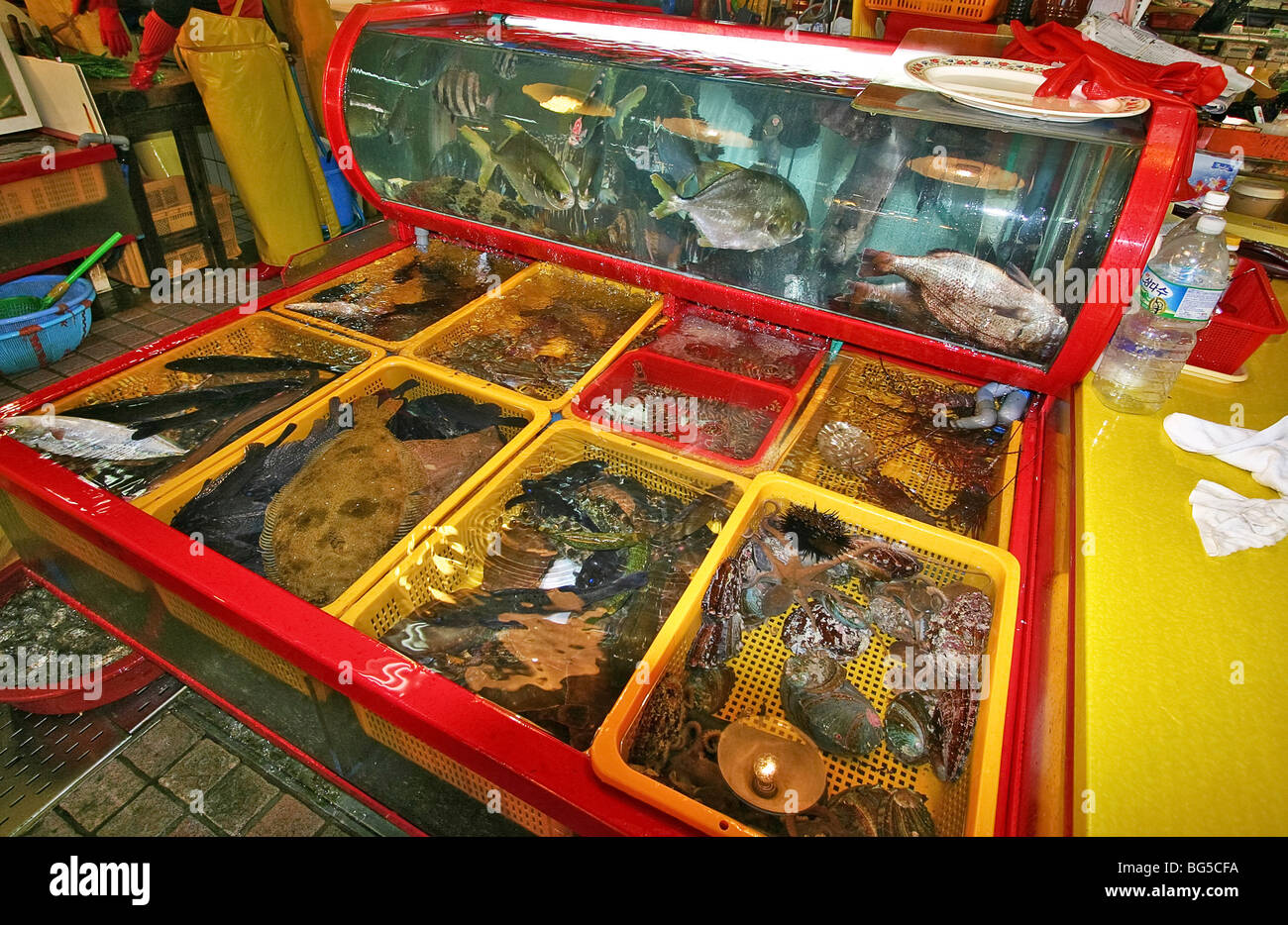 Fish in tank at raw fish restaurant, Jagalchi fish market, Busan Stock ...