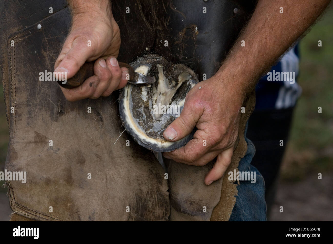A farrier at work Stock Photo - Alamy
