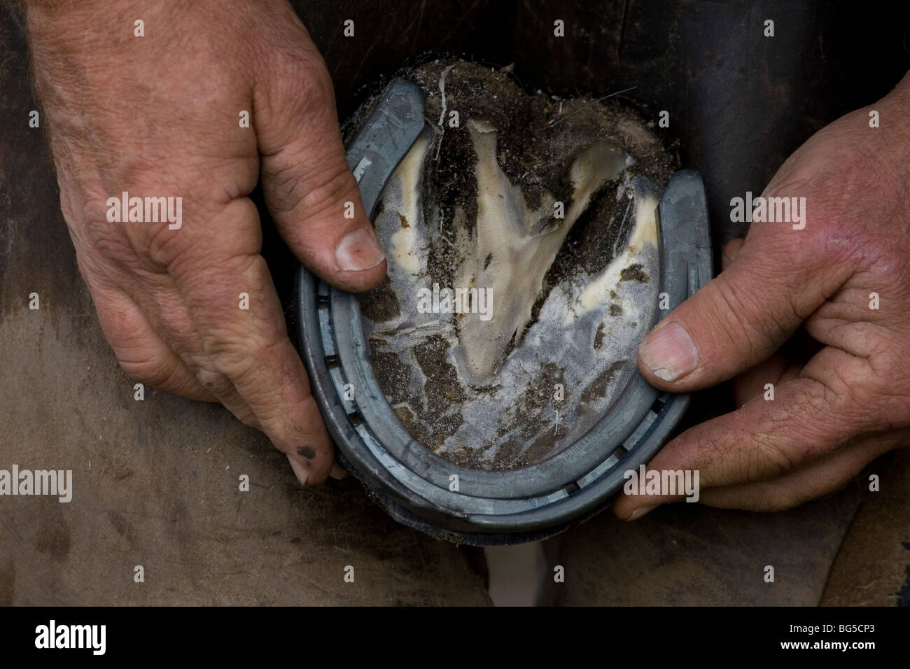 A farrier at work Stock Photo - Alamy