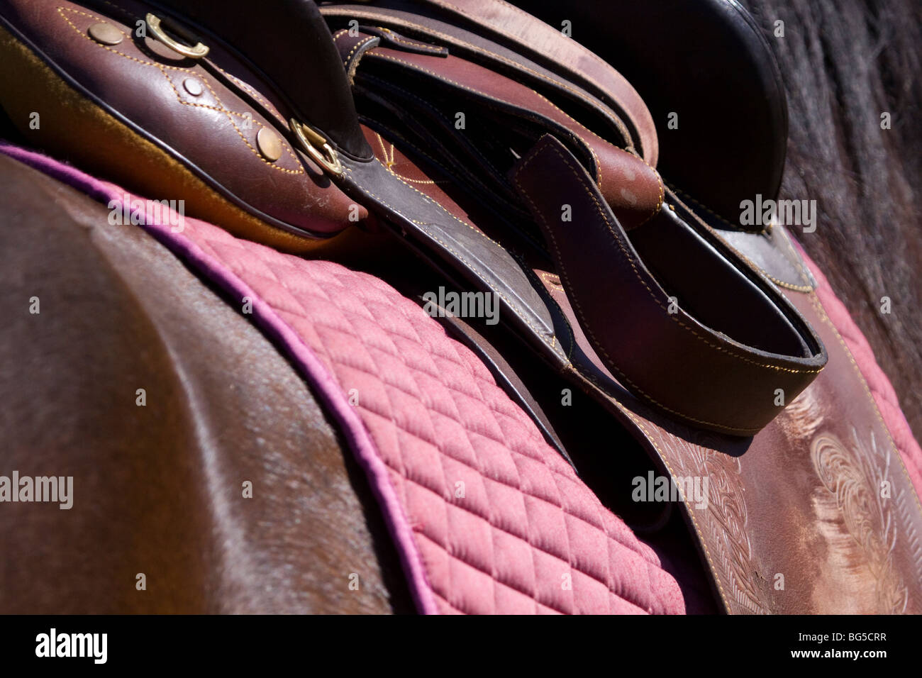 Close view of a horse's saddle Stock Photo - Alamy