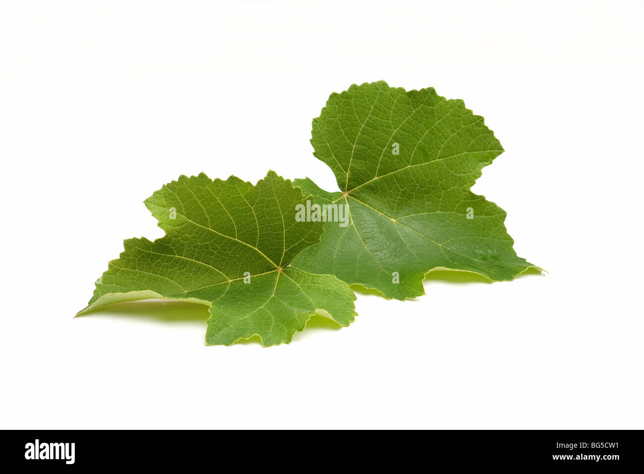 Close up grapevine leaves Cut Out Stock Images & Pictures - Alamy