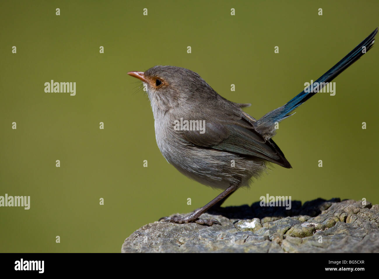 Female blue wren hi-res stock photography and images - Alamy