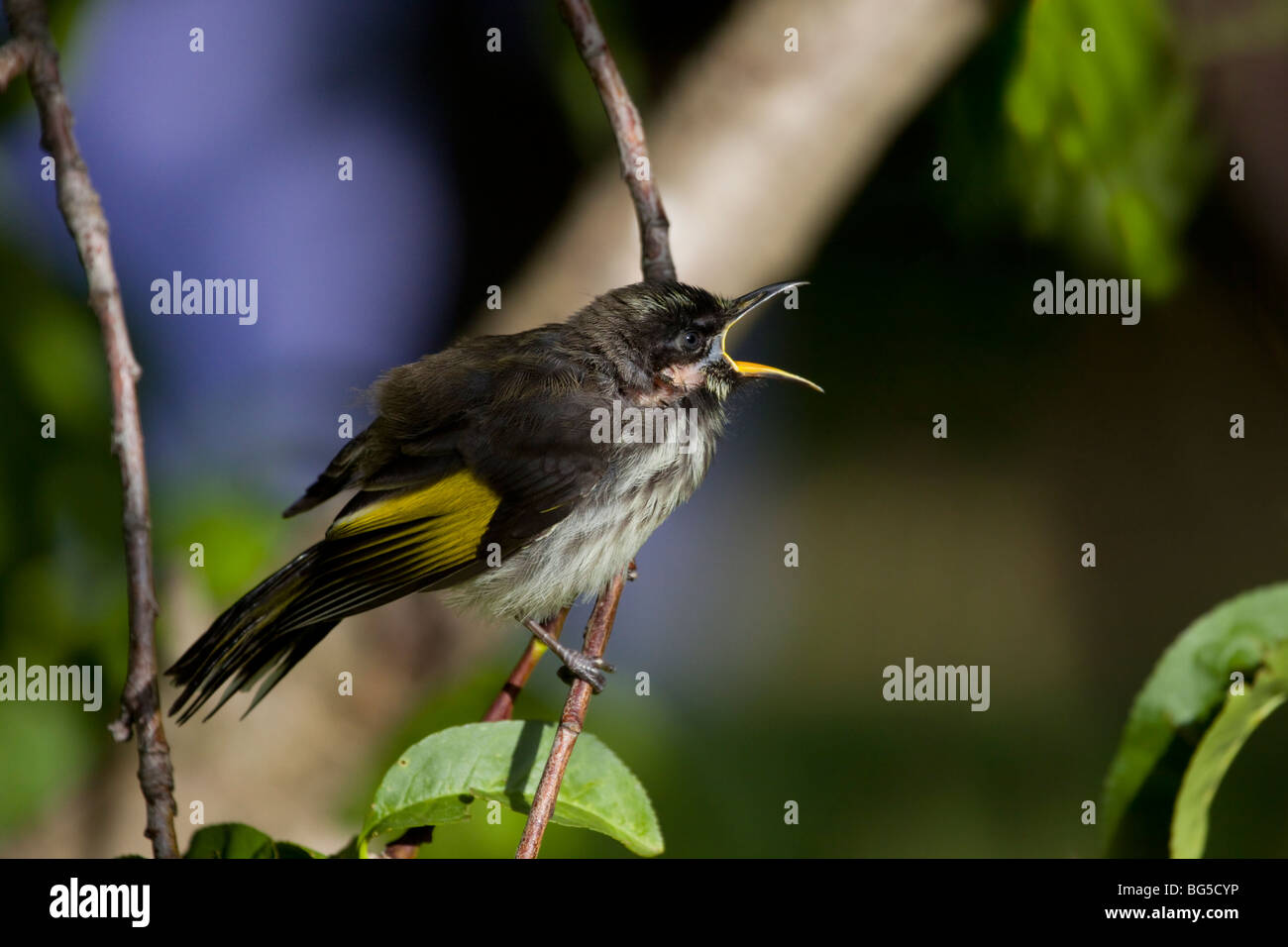 New Holland Honeyeater chick with beak open Stock Photo - Alamy
