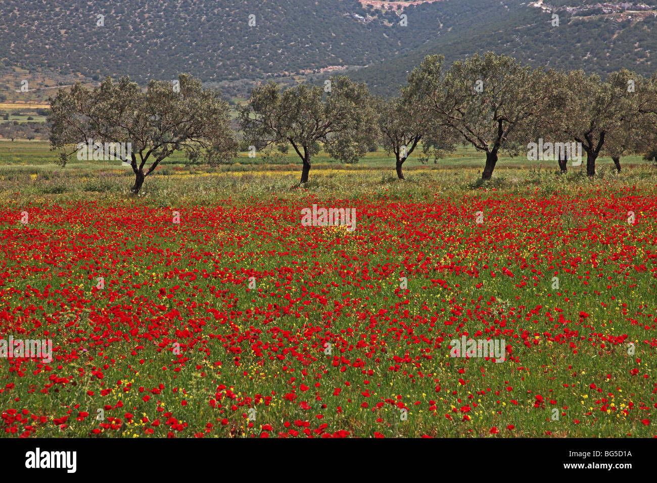 Greek Poppy Field Greece High Resolution Stock Photography and Images ...