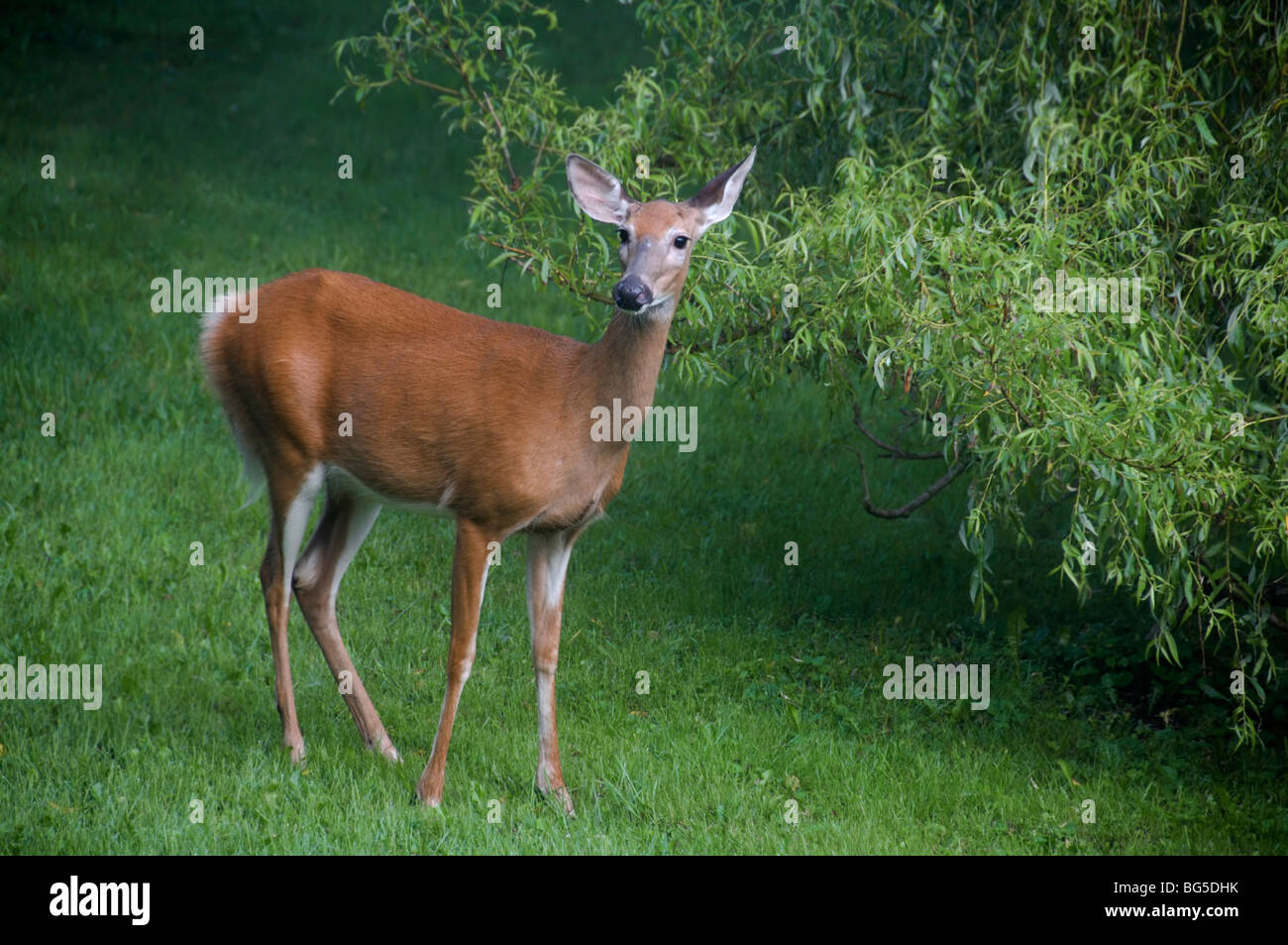 Buck fawn hi-res stock photography and images - Alamy