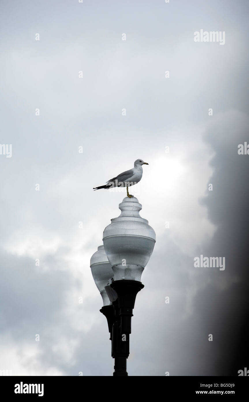 A seagull perched on a lamp post Stock Photo - Alamy