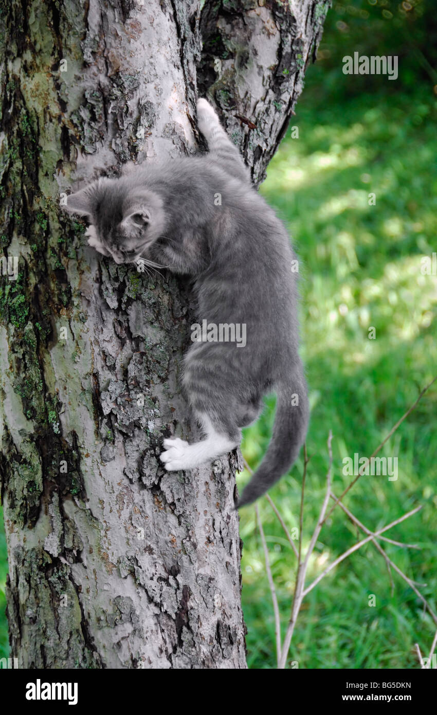 A cat climbing a tree Stock Photo - Alamy