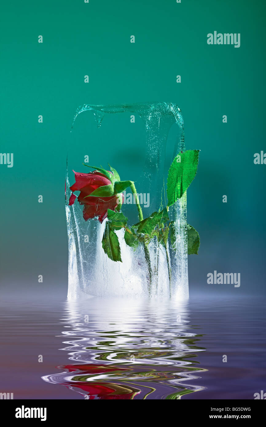 Rose in Melting Block of Ice Stock Photo - Alamy
