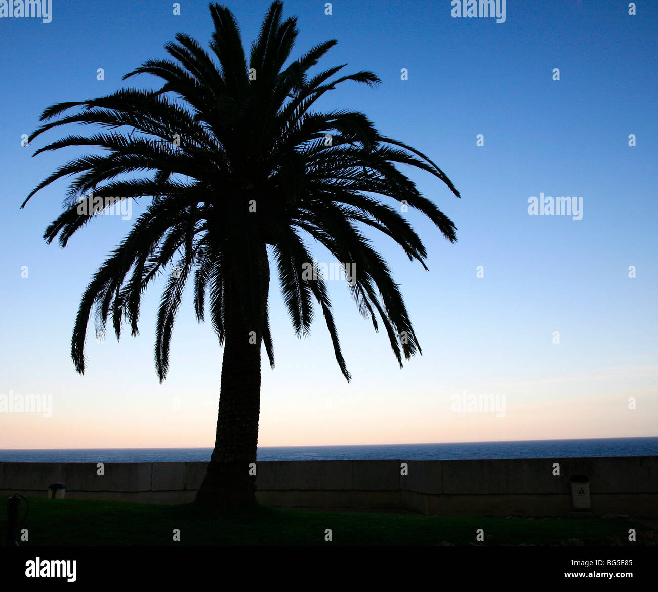 Palm tree contour hi-res stock photography and images - Alamy