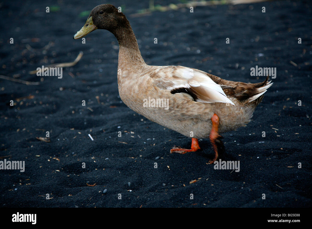 Black mallard duck hi-res stock photography and images - Alamy