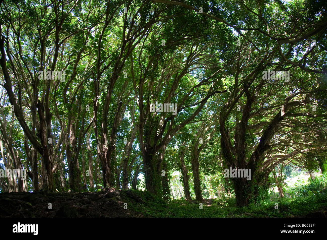 Windy trees hi-res stock photography and images - Alamy