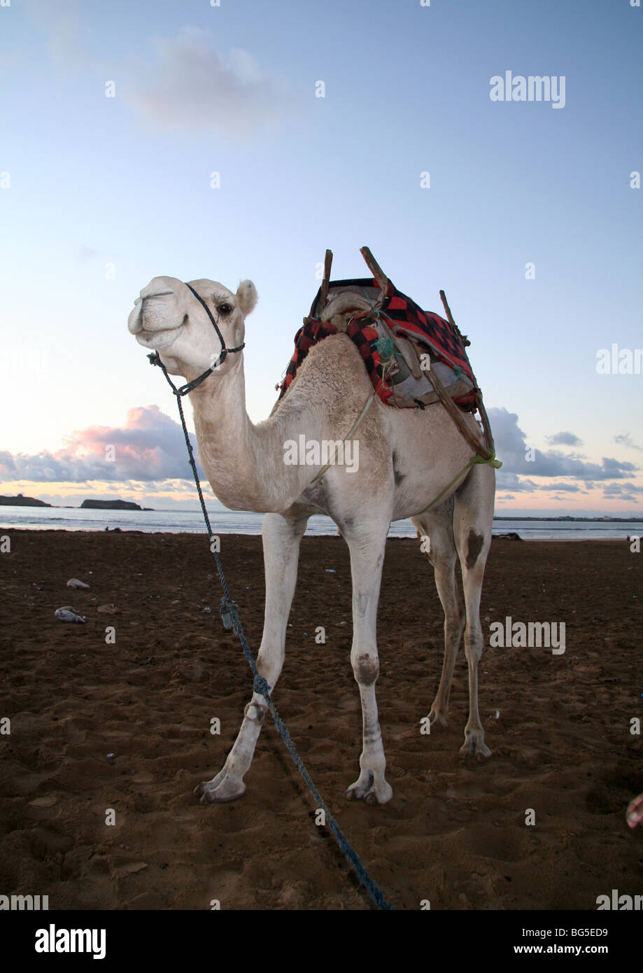 Morocco beach camel hi-res stock photography and images - Alamy