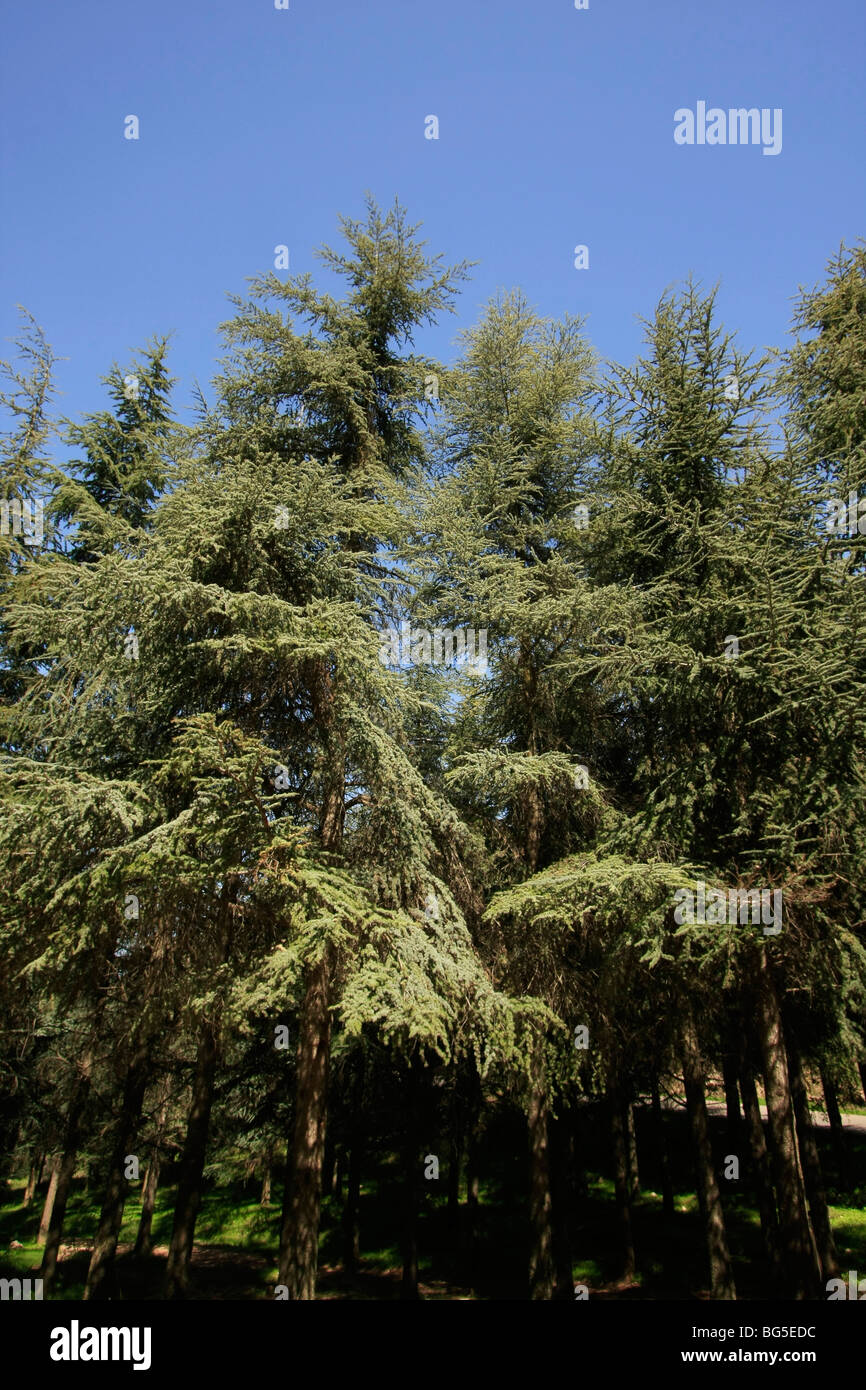 Lebanon cedar forest hi-res stock photography and images - Alamy