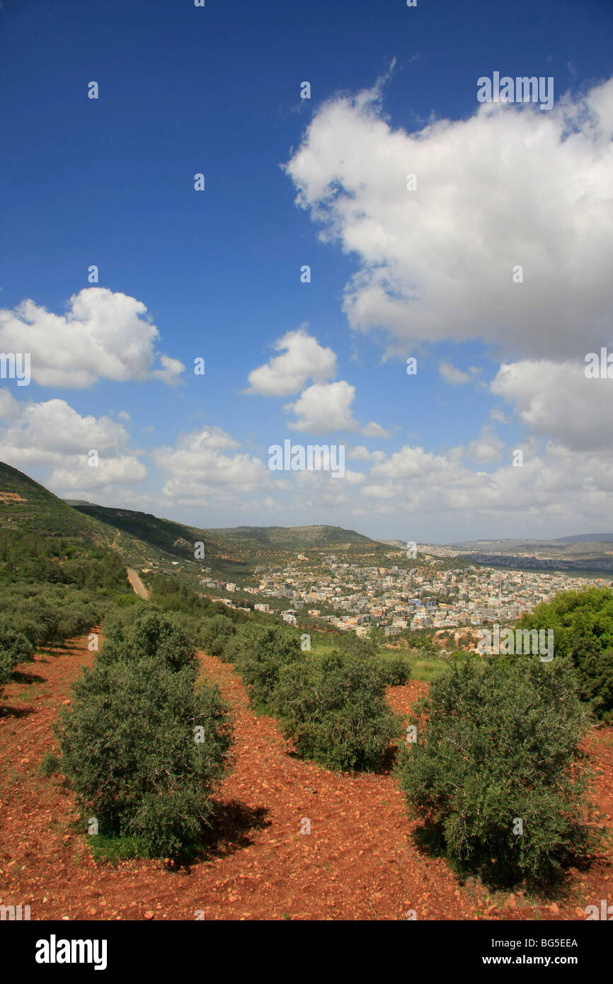 Olive grove israel hi-res stock photography and images - Alamy