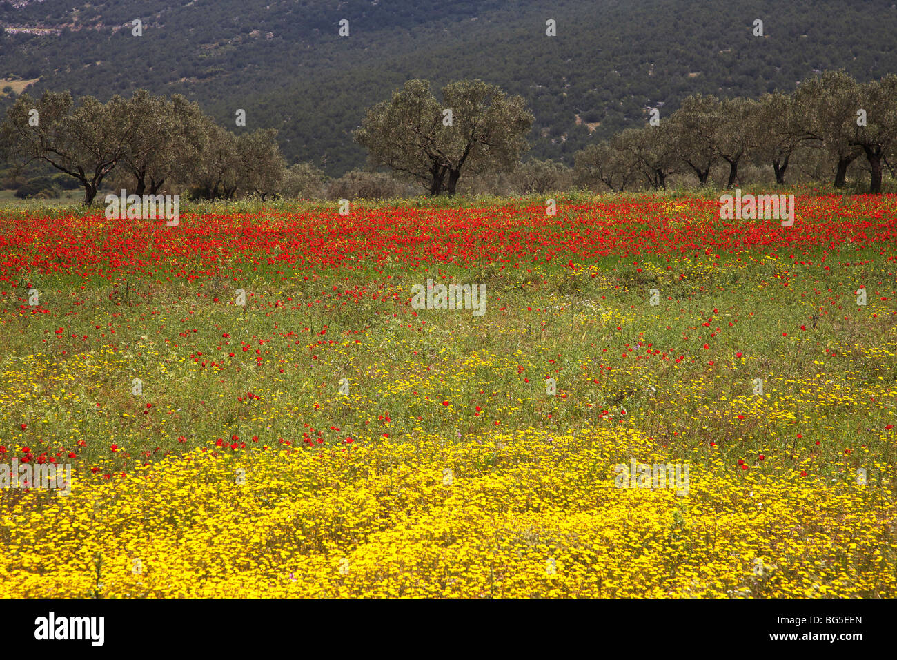 Greek Poppy Field Greece High Resolution Stock Photography and Images ...
