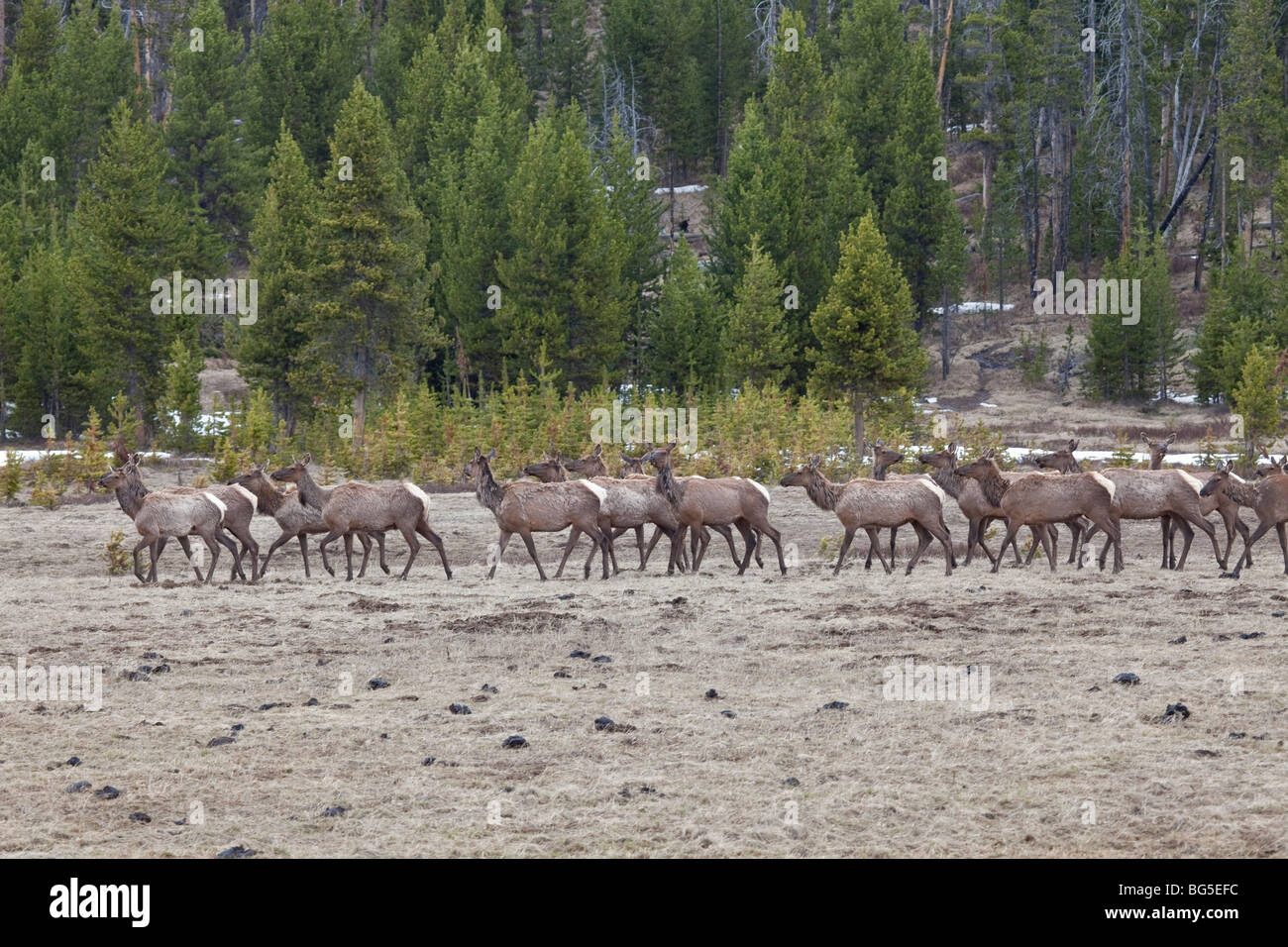 Herd of elk running in Yellowstone National Park, Wyoming, USA Stock ...