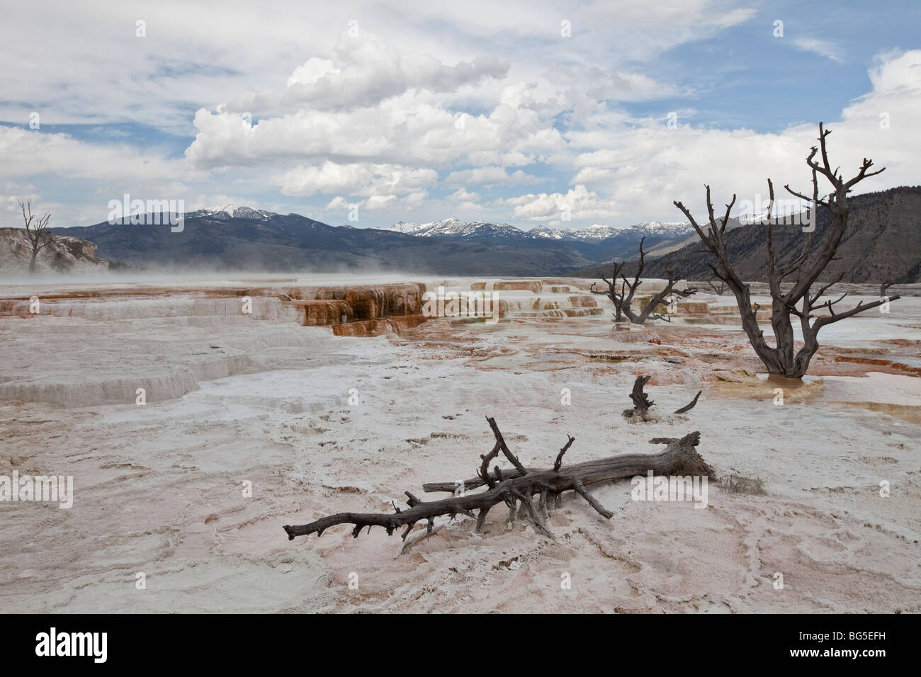 Burned trees and limestone terraces at Mammoth Hot Springs near Canary ...