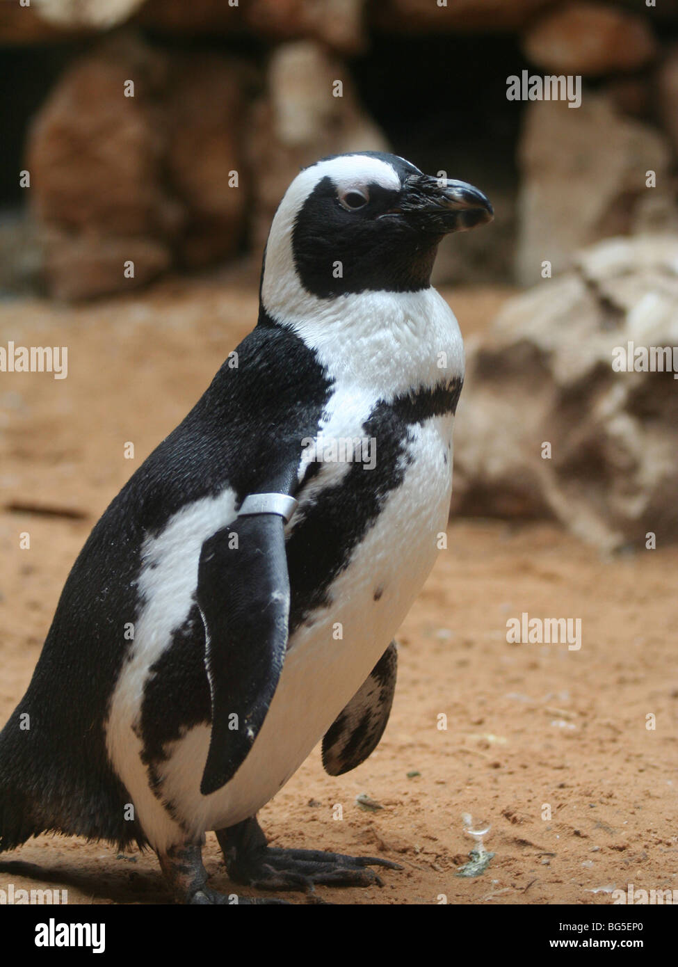 African Penguin (Spheniscus demersus), also known as the Black-footed ...