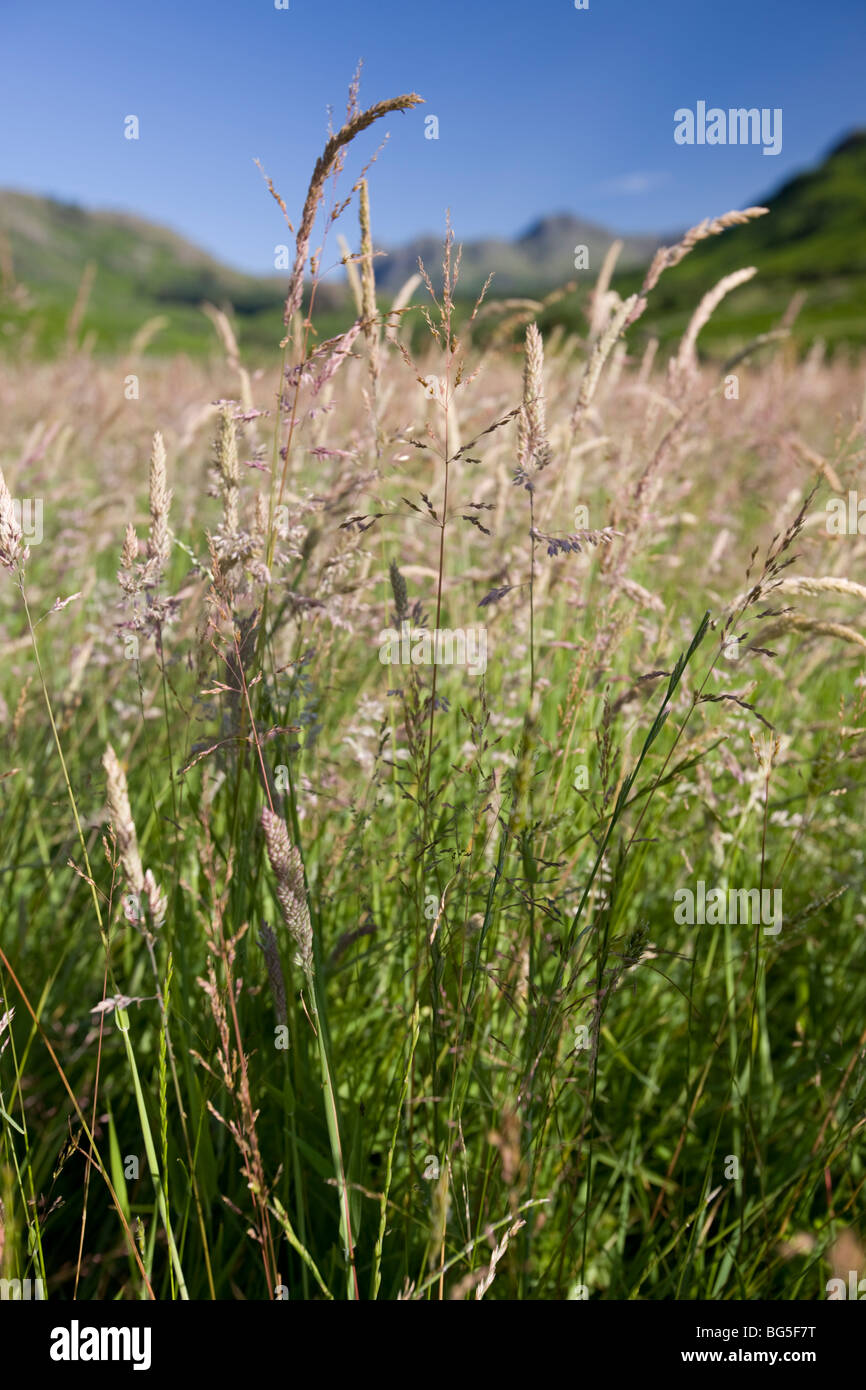 Traditional hay meadow hi-res stock photography and images - Alamy