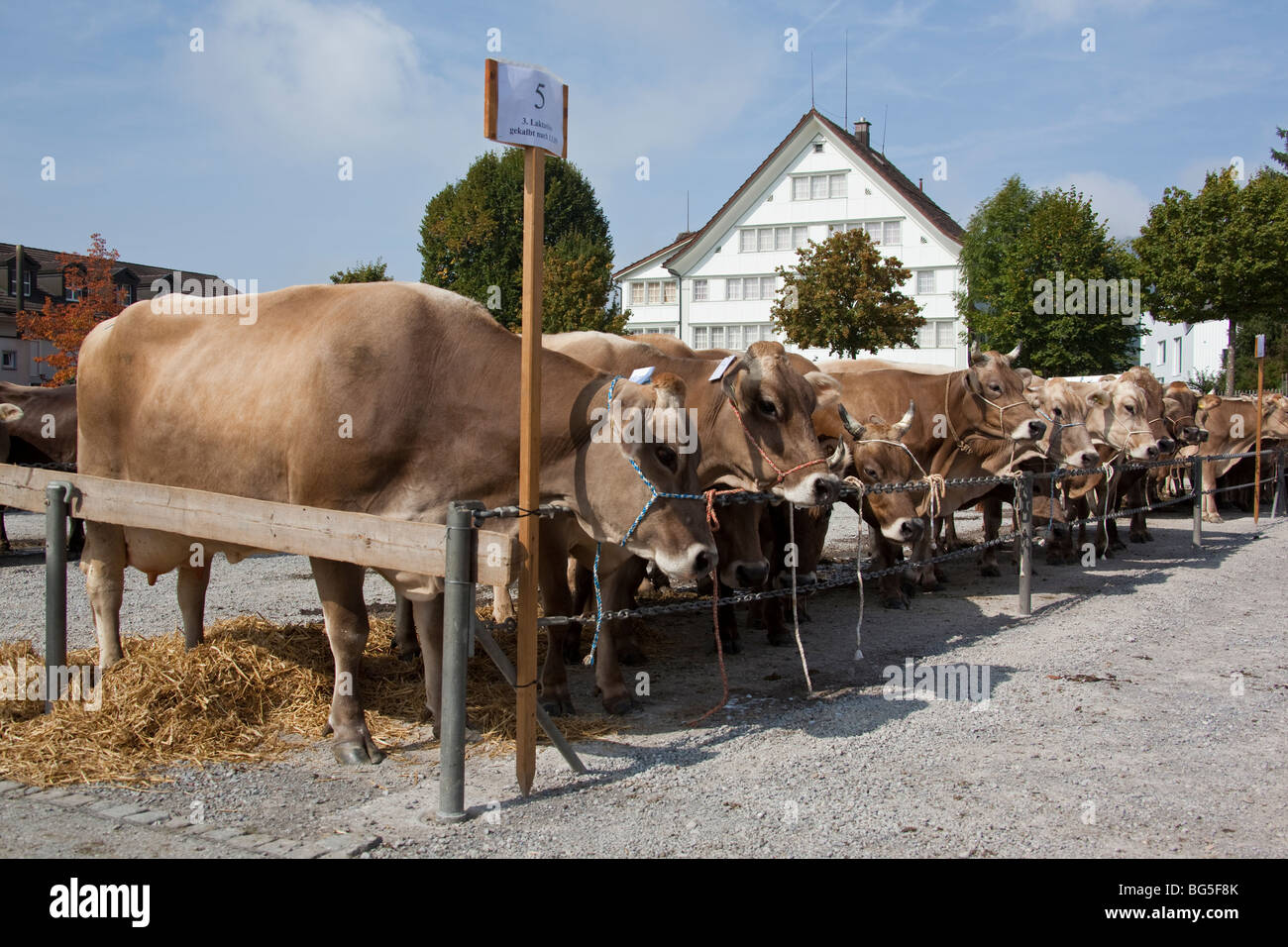 Cows lined up at Autumn cattle show in Appenzell - Switzerland Stock ...